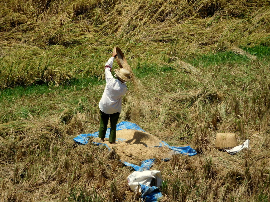 Separating the Wheat From the Chaff: A Rice Harvest in Bali – Faith's ...