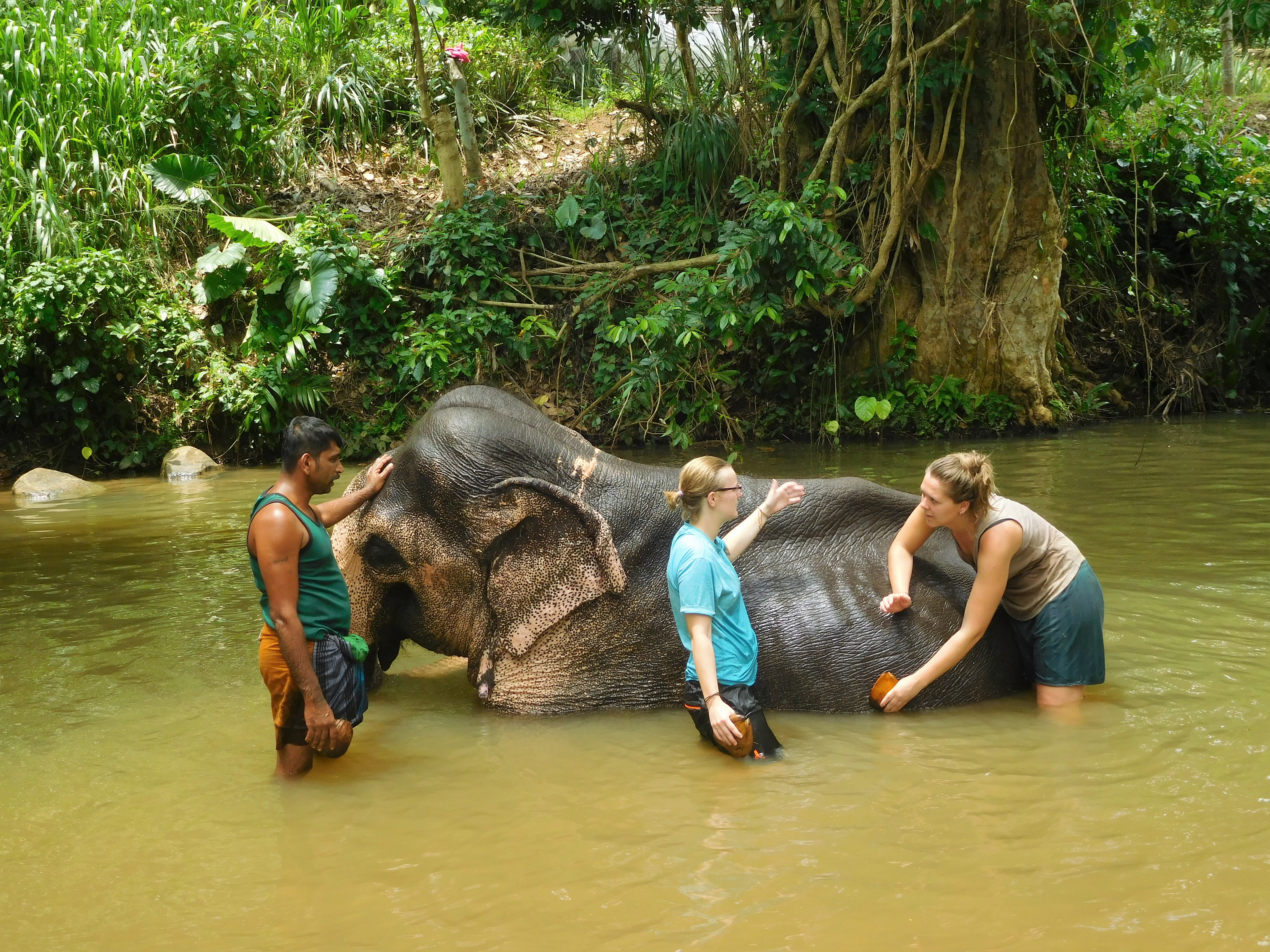 pinnawala elephant orphanage Archives – Faith's Travels